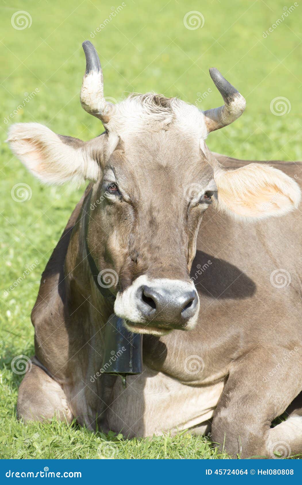 Koe in Alpen stock foto. Image of blauw, voedsel, leggen - 45724064