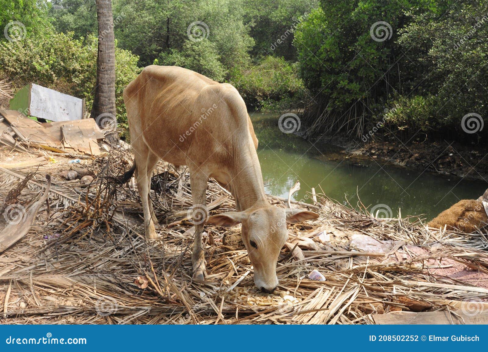 Koe Als Heilig Dier in India Stock Foto - Image of dier, mysticisme ...