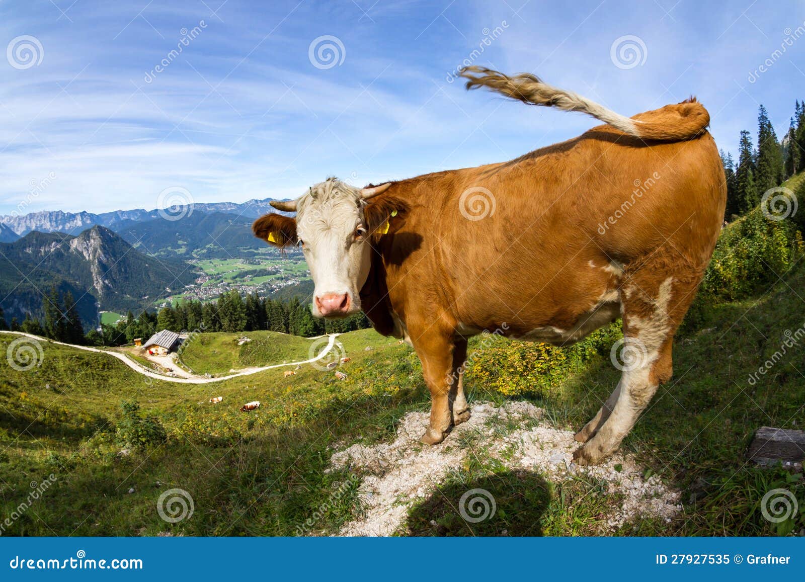 Koe in de alpen stock afbeelding. Image of weide, voeding - 27927535