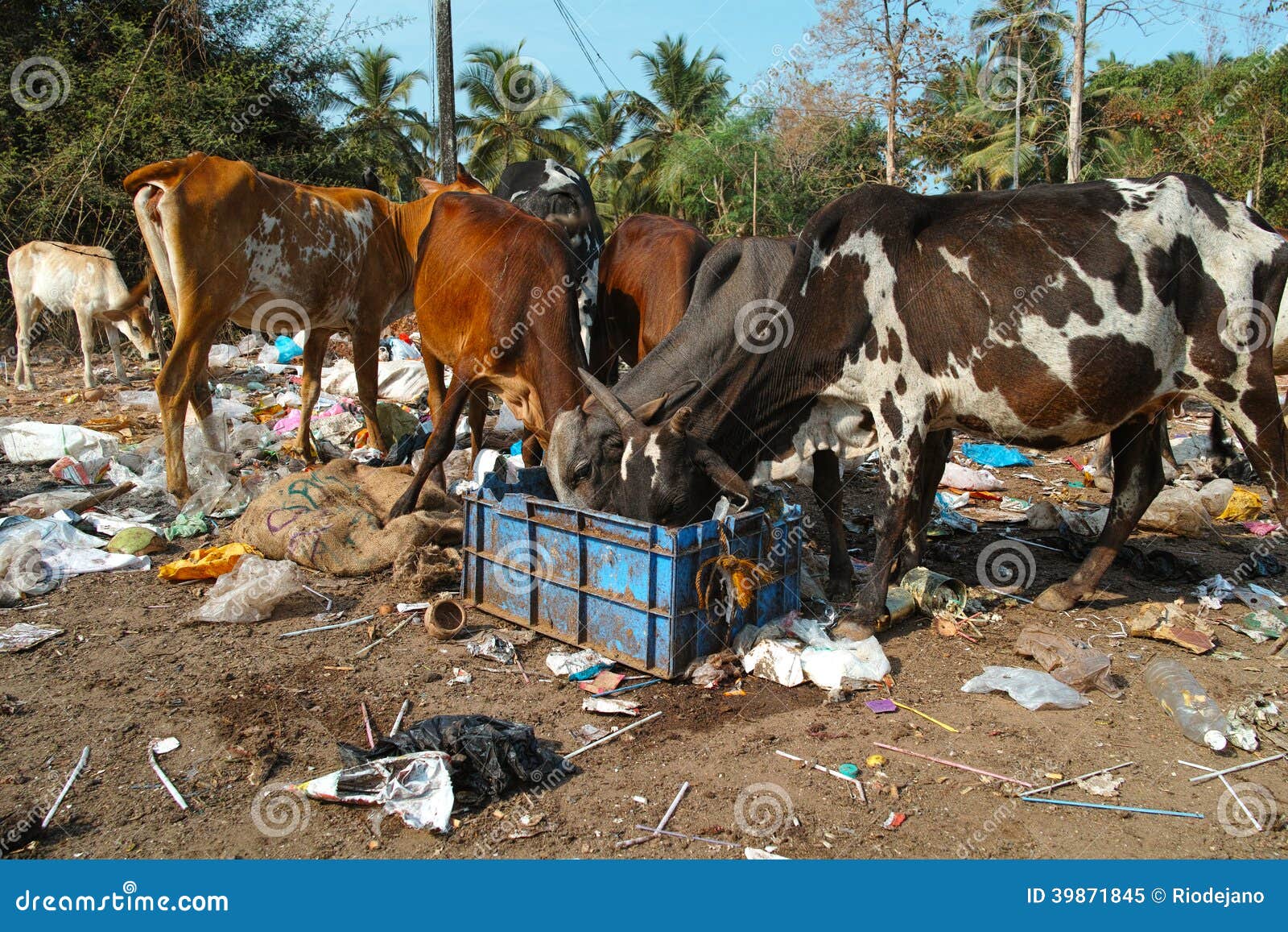 Koe Die Afval in Goa, India Eten Stock Afbeelding - Image of feeding ...