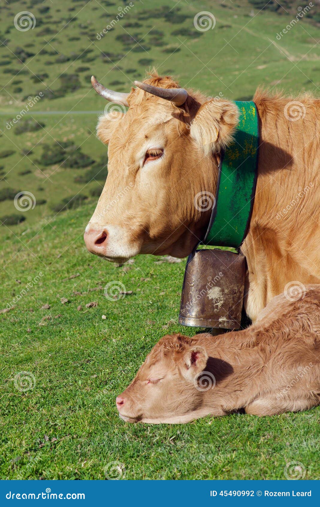 Koe en Haar Kalf stock foto. Image of weiland, haar, begrazing - 45490992