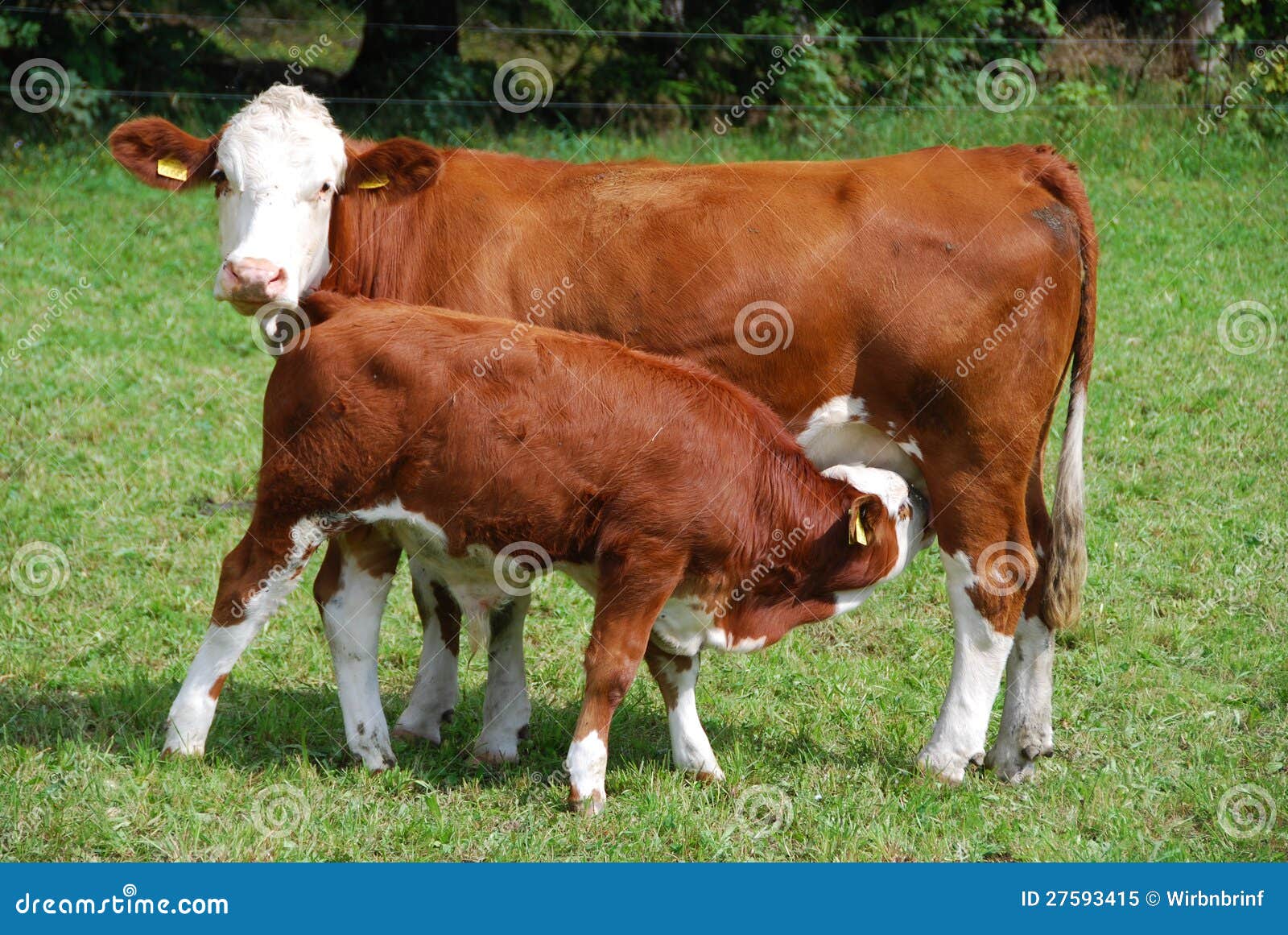 Koe en kalf stock afbeelding. Image of wijfje, herkauwer - 27593415