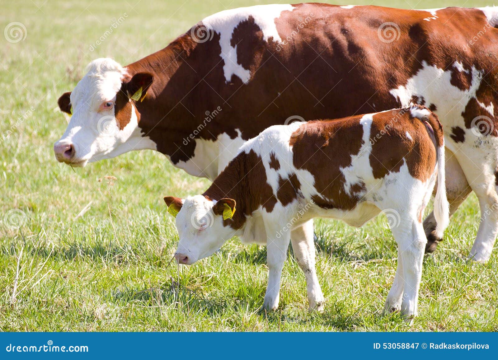 Koe en kalf stock afbeelding. Image of tarwe, kalf, rundvlees - 53058847