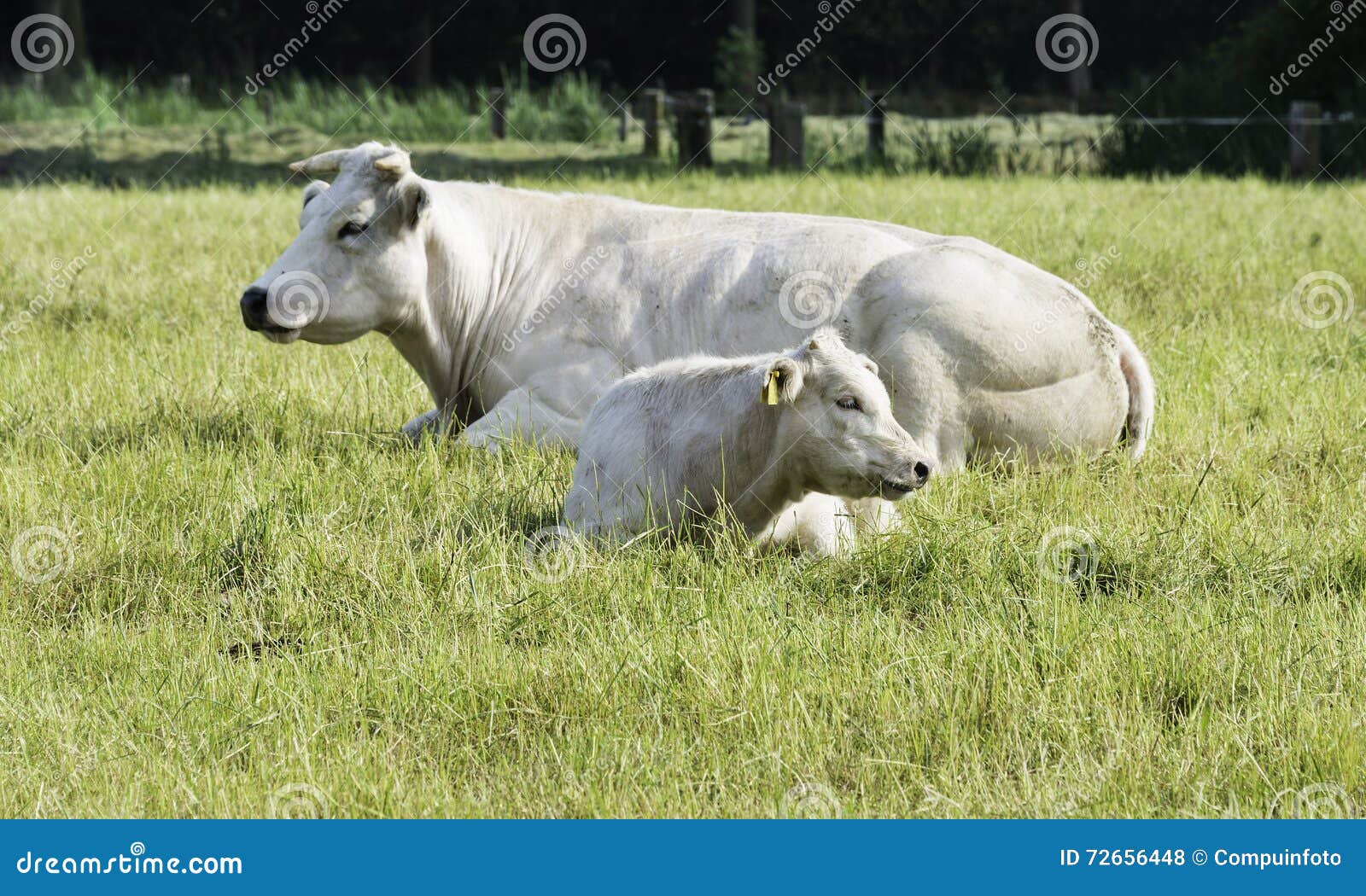 Koe En Kalf in Het Groene Gras Stock Foto - Image of holland, melk ...