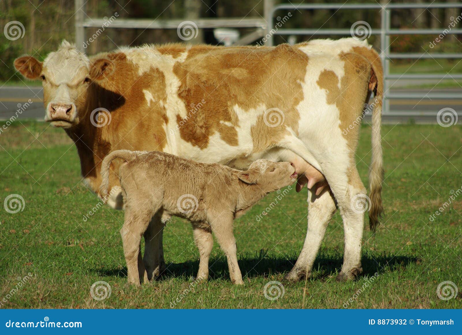 Koe en kalf in weiland 2 stock foto. Image of bomen, eten - 8873932