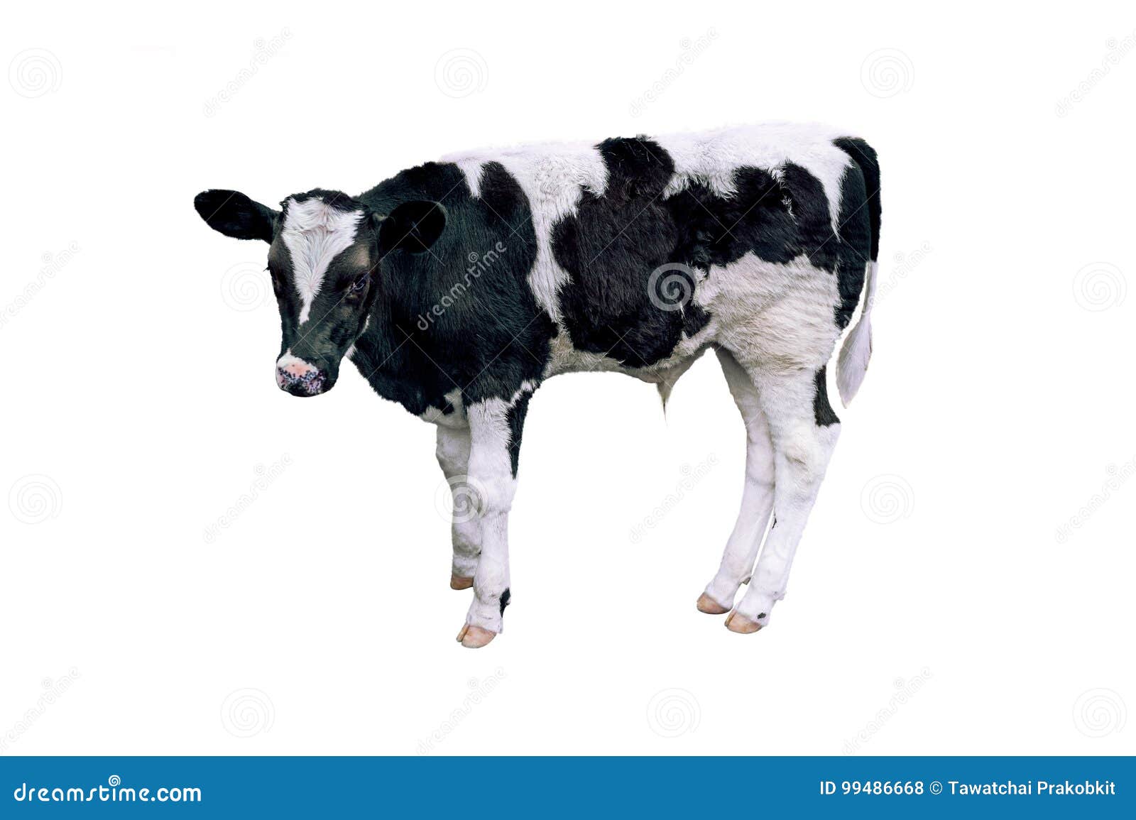 Koe, kalf op achtergrond stock foto. Image of dier, bruin - 99486668