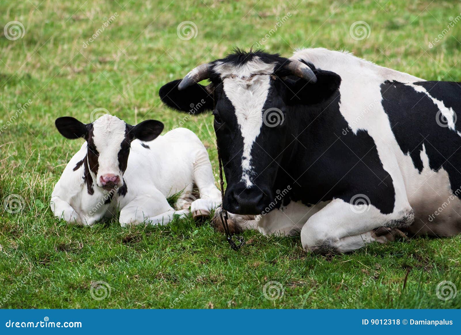 Koe met kalf stock foto. Image of mannetje, dieren, weiland - 9012318
