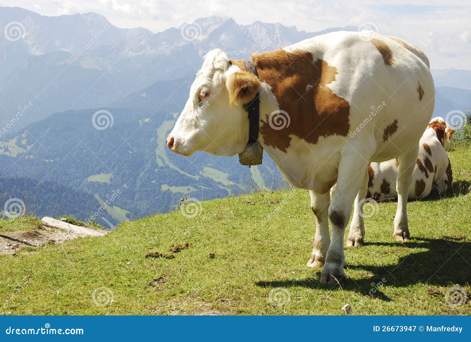 Koe met Koebel stock afbeelding. Image of landbouw, traditioneel - 26673947