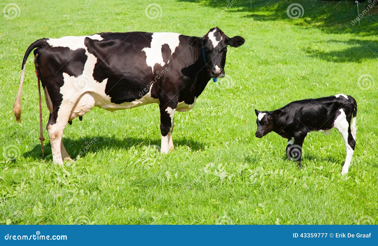 Koe met pasgeboren Kalf stock afbeelding. Image of gebied - 43359777