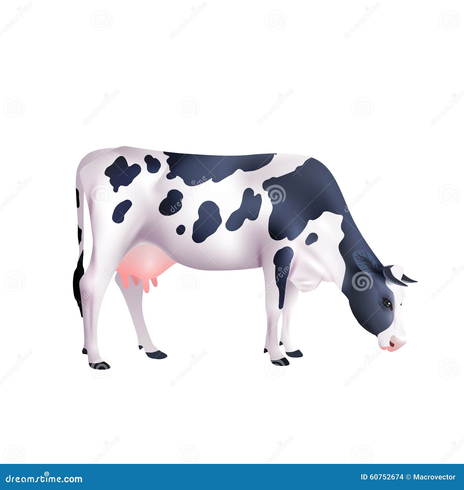 Koe Realistische Illustratie Vector Illustratie - Illustration of ...