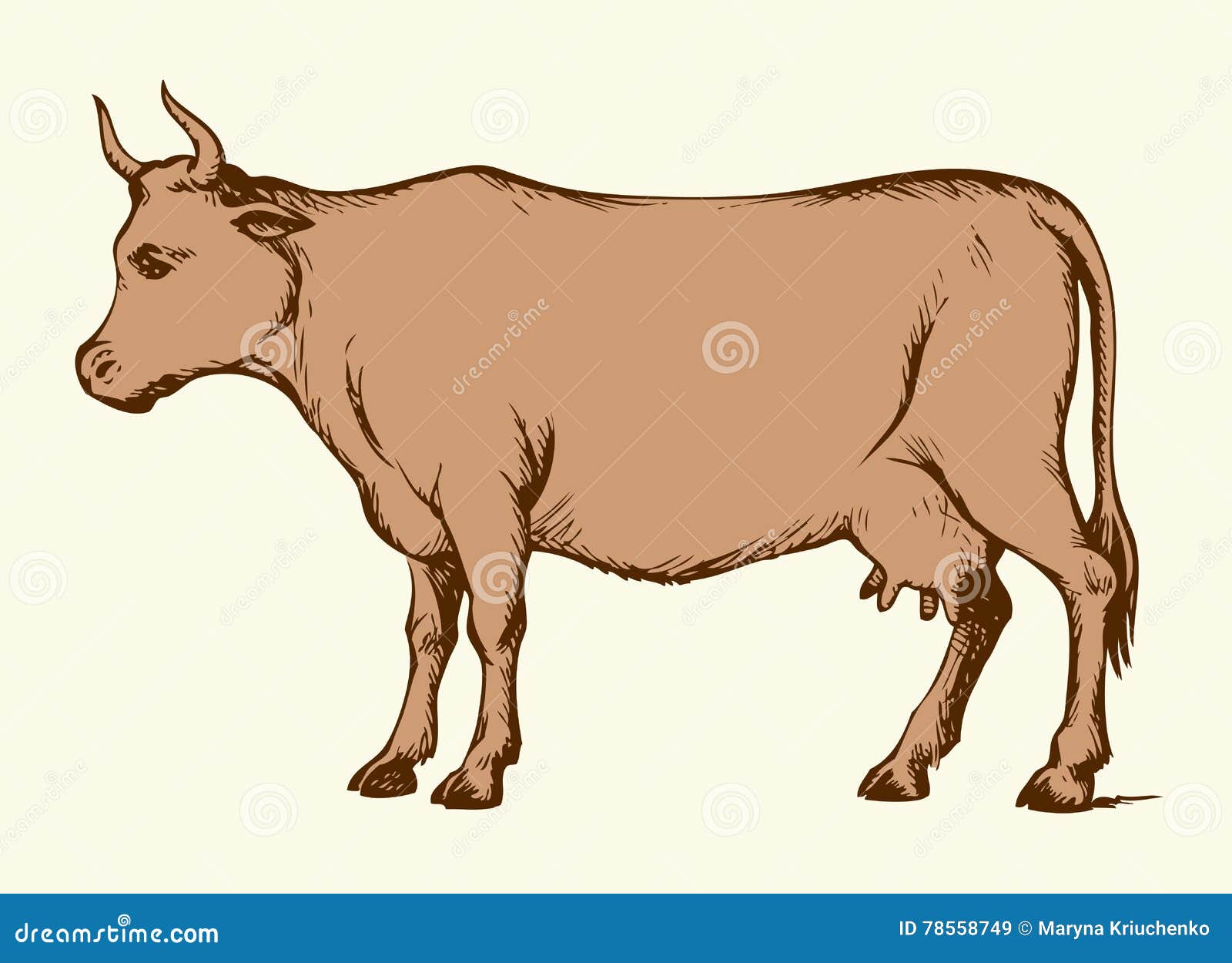 Koe Vector tekening vector illustratie. Illustration of grafisch - 78558749