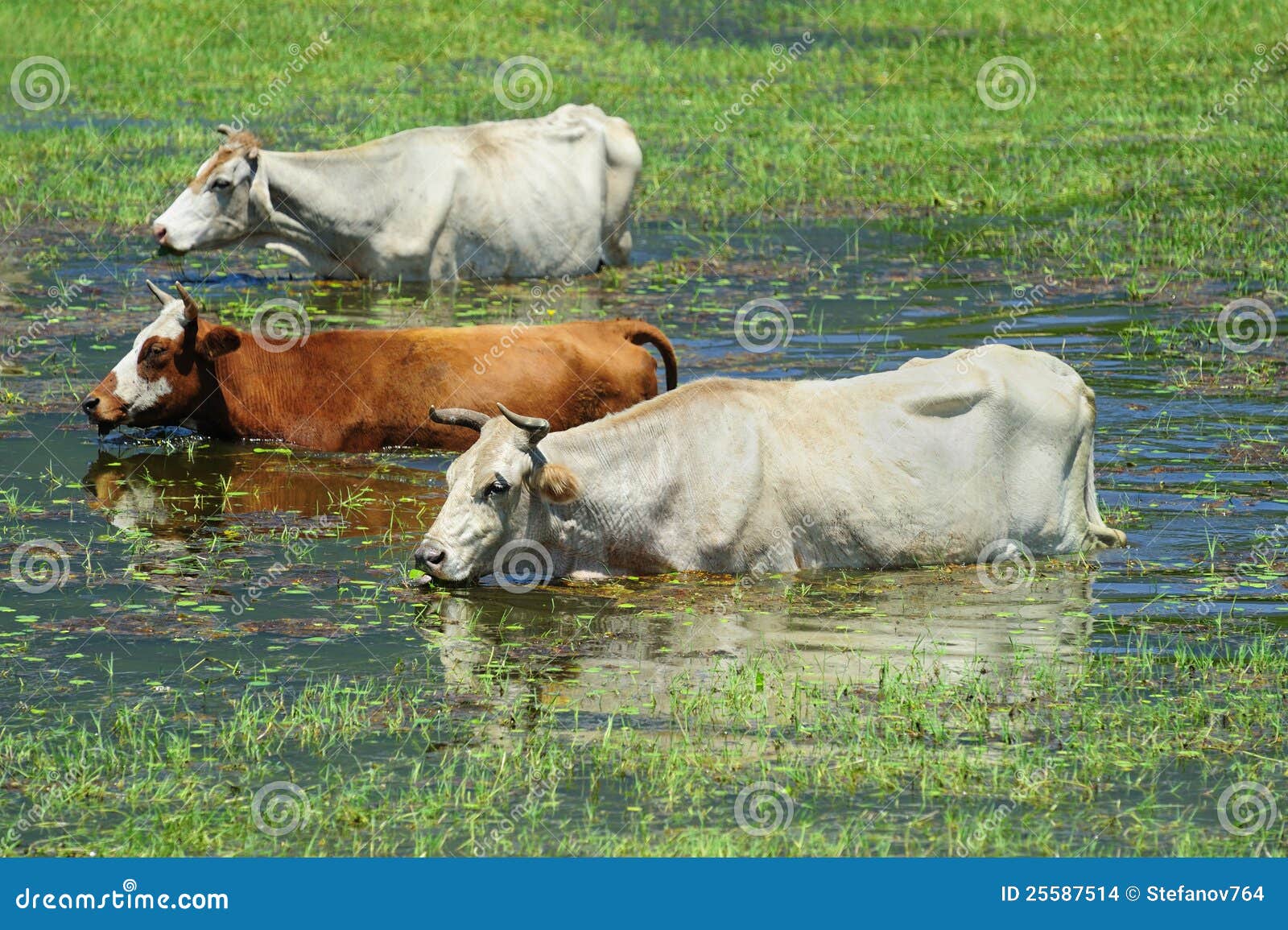 Koe in water stock foto. Image of platteland, dier, landbouwbedrijf ...