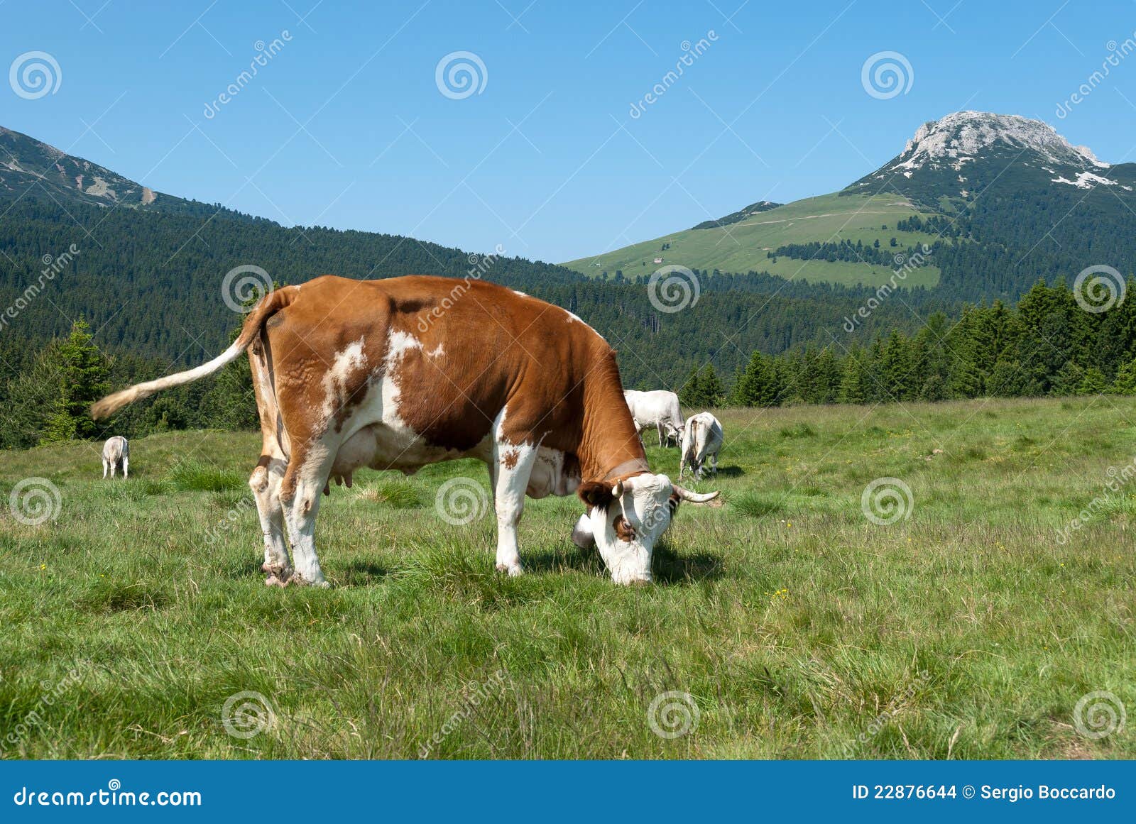 Koe in Zuid-Tirol stock foto. Image of gras, oren, begrazing - 22876644