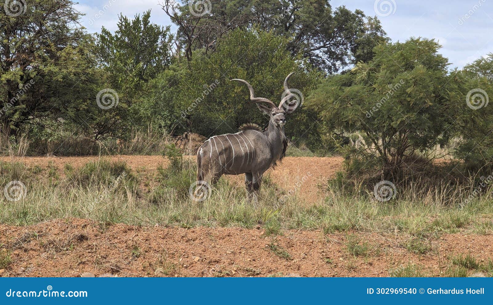 Koedoe Antelope Africa Trees Grass Stock Photo - Image of trees, grass ...