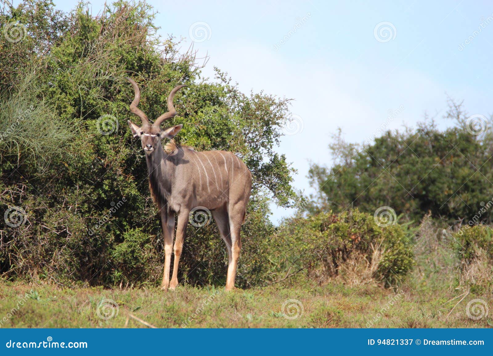 Koedoe in the sun stock image. Image of beautiful, park - 94821337