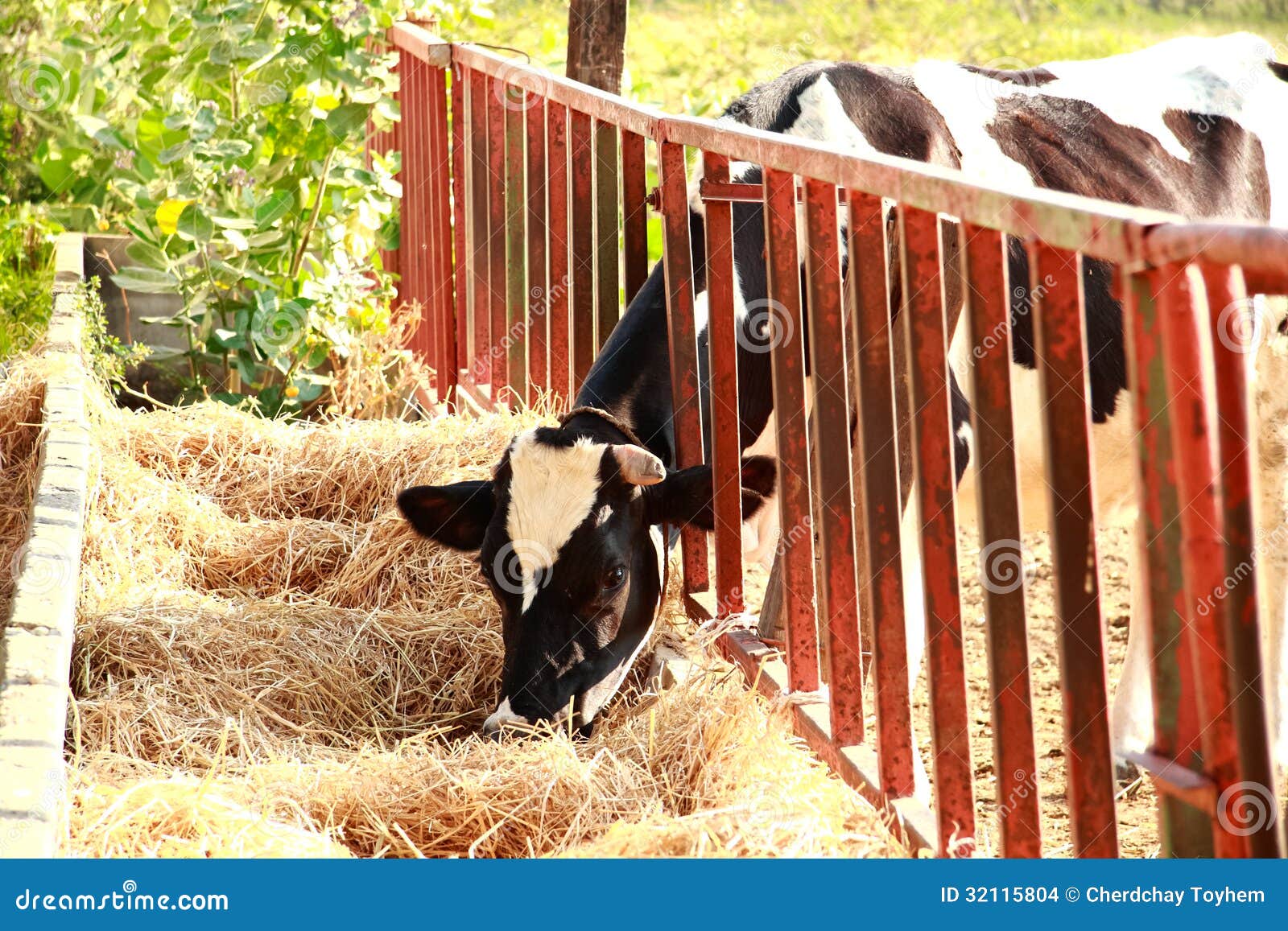 Koeien die stro eten stock foto. Image of boerderij, kooien - 32115804