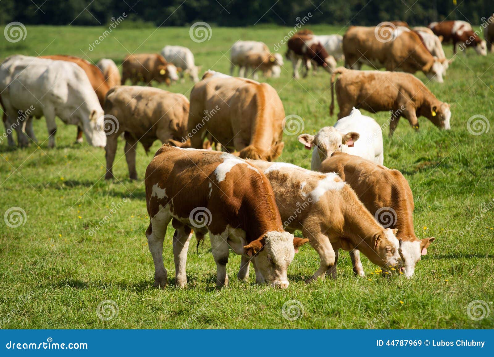 Koeien en stieren stock afbeelding. Image of landbouwgrond - 44787969
