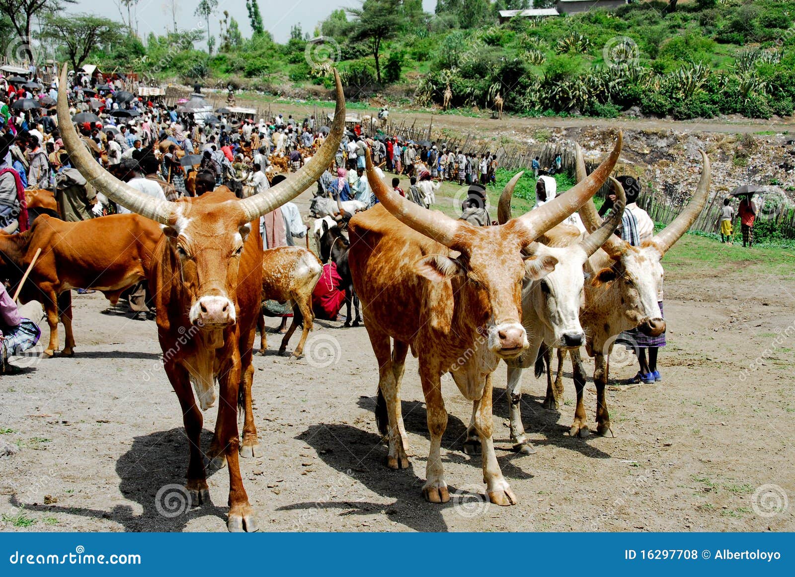 Koeien in Ethiopië redactionele stock foto. Image of ethiopië - 16297708
