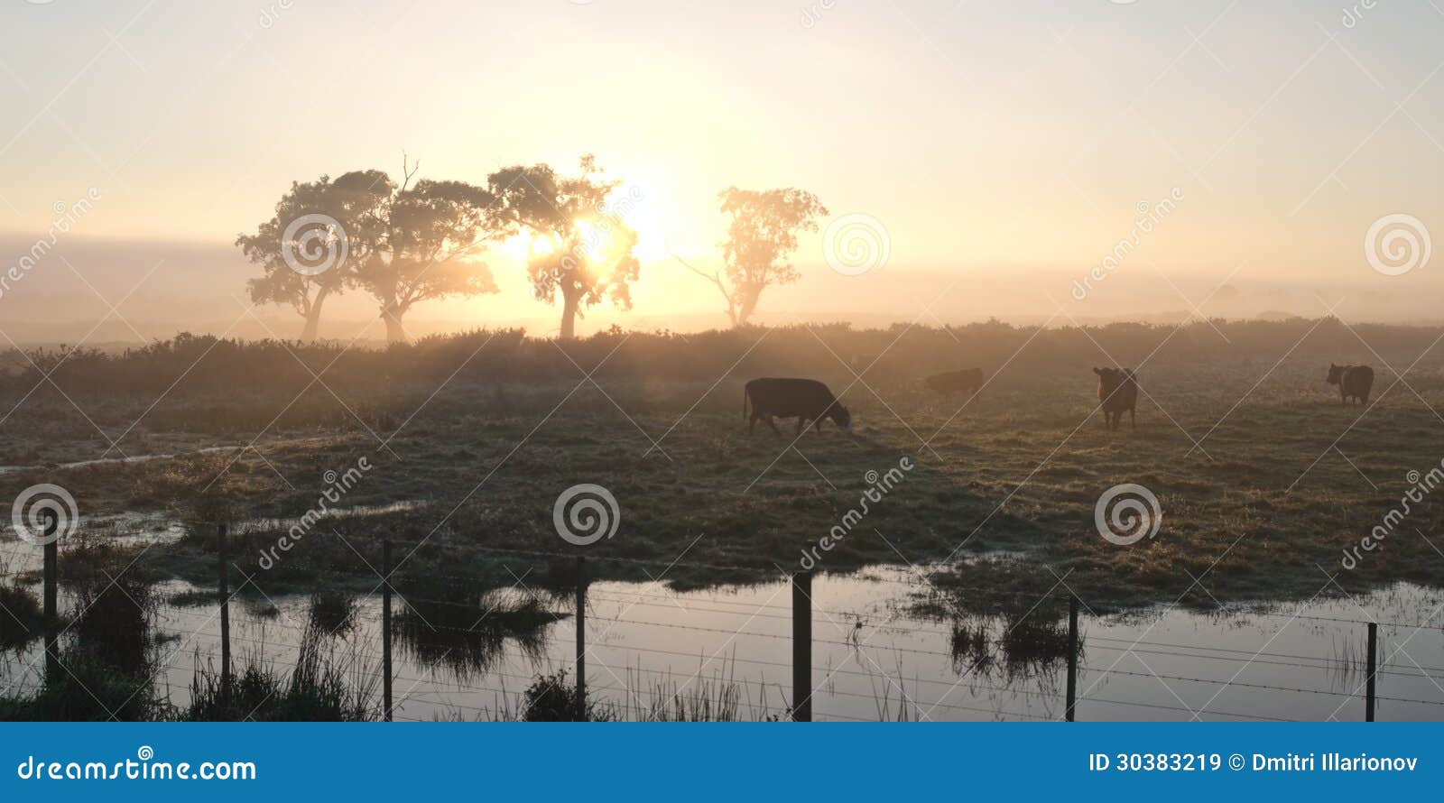 Koeien in ochtendzon stock afbeelding. Image of nave - 30383219