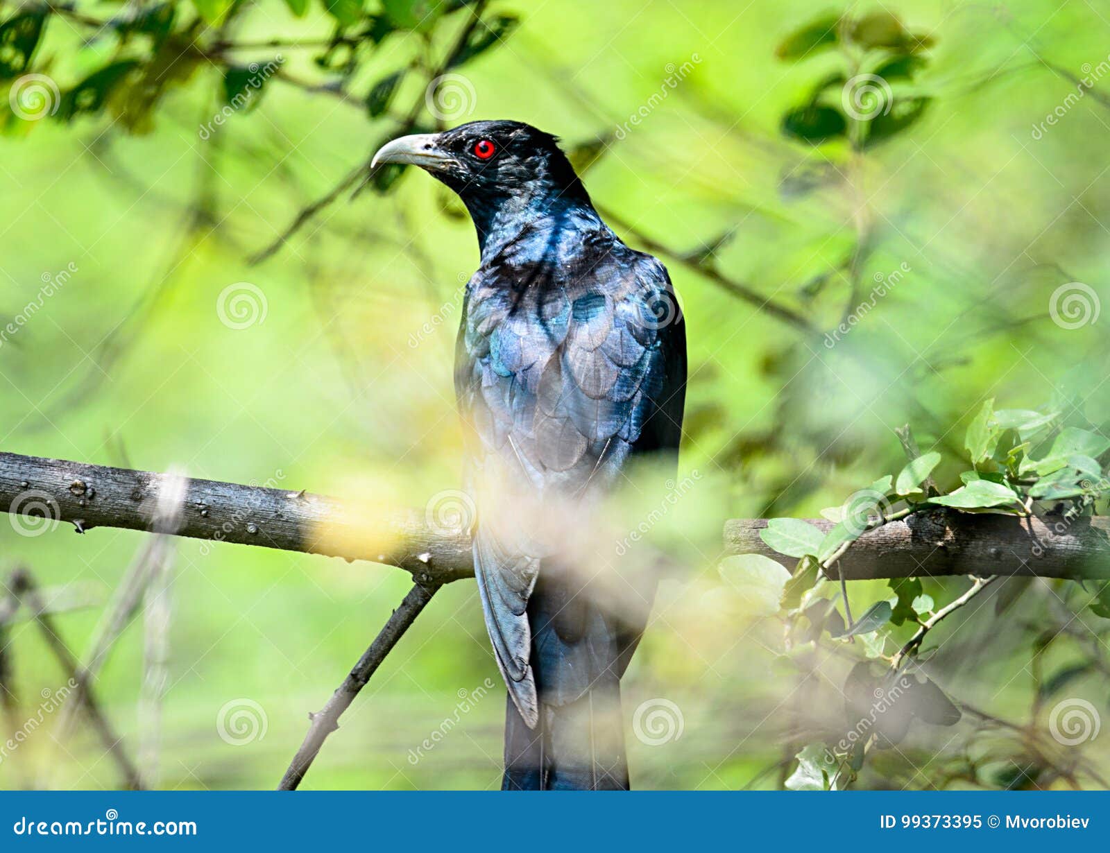 Koel common bird male stock image. Image of bush, green - 99373395