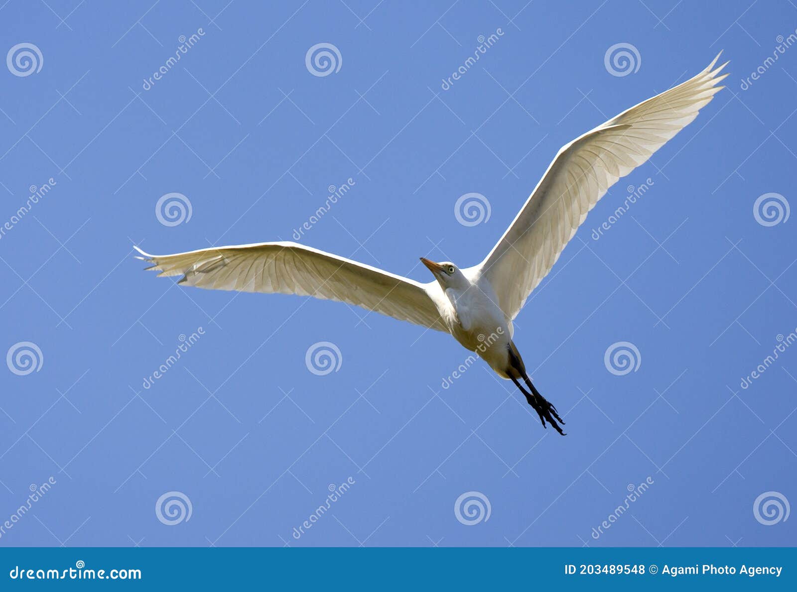 Koereiger, Cattle Egret, Bubulcus Ibis Stock Photo - Image of african ...
