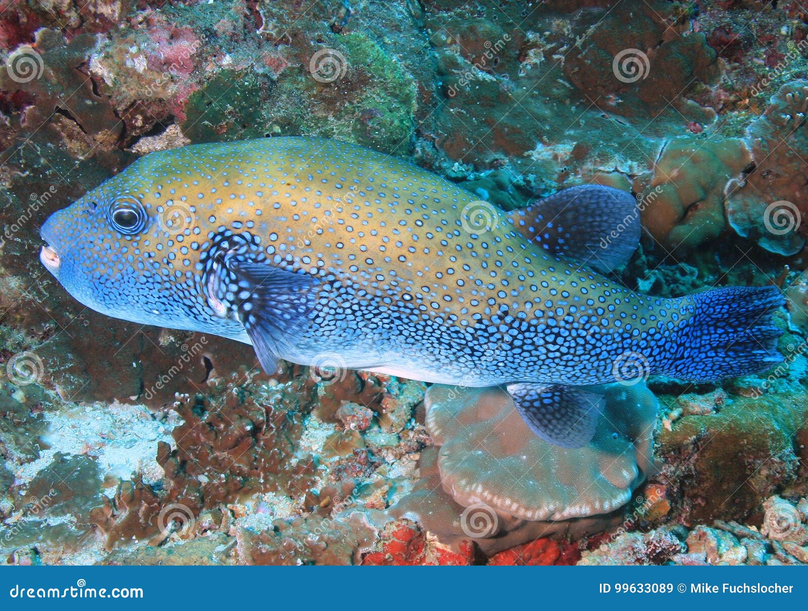 Kofferfish Stock Photos - Free & Royalty-Free Stock Photos from Dreamstime