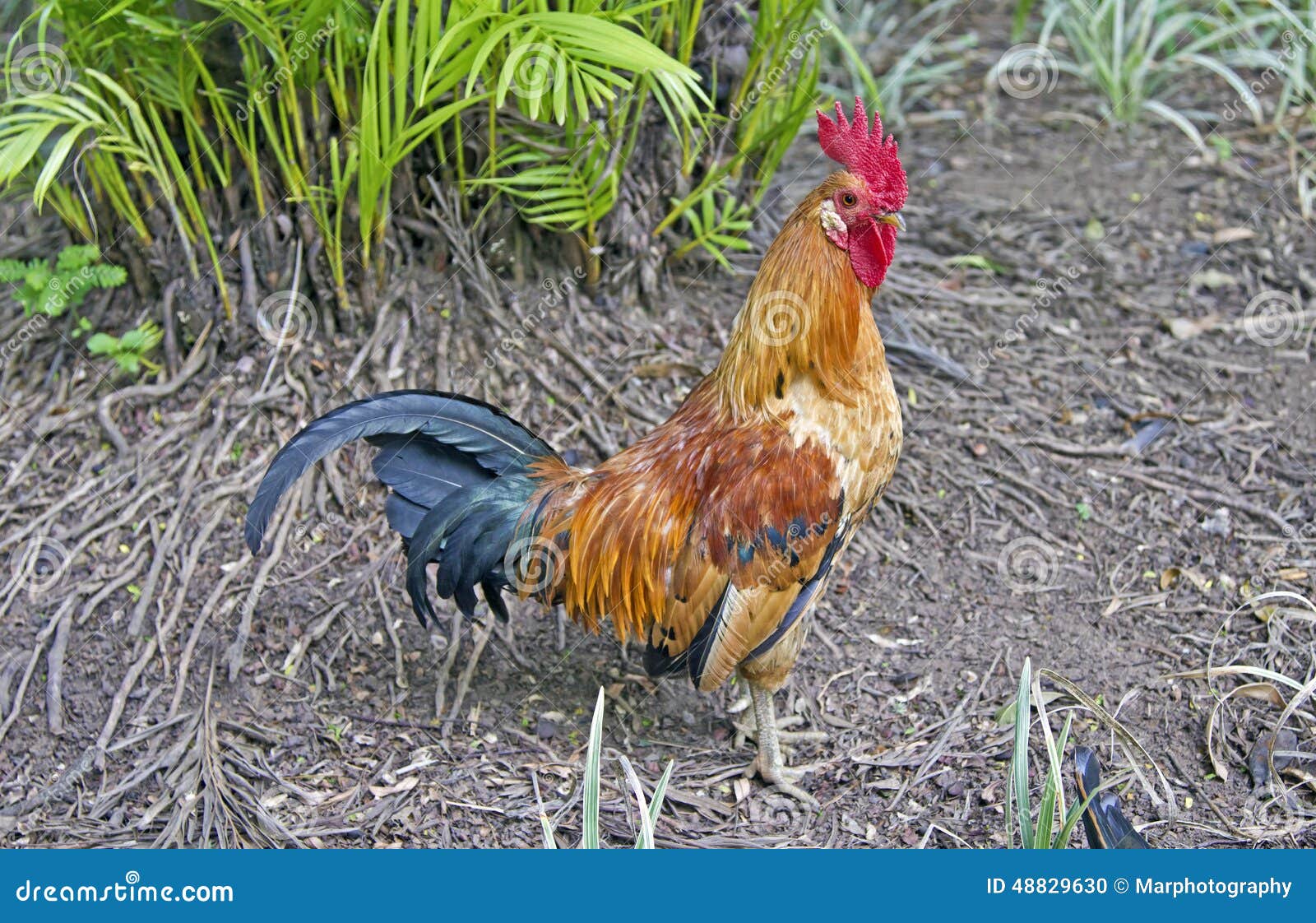 Kogut kolorowe zdjęcie stock. Obraz złożonej z samiec - 48829630
