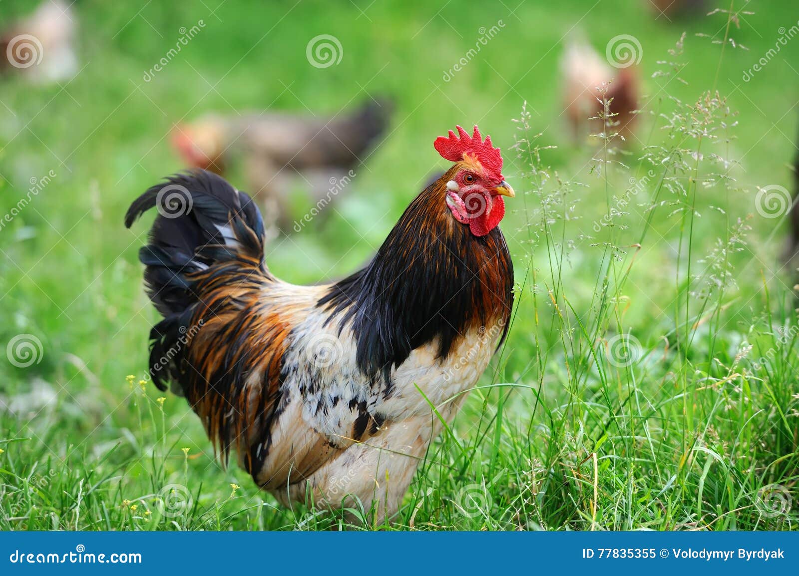 Kogut W Gospodarstwie Rolnym Obraz Stock - Obraz złożonej z kogut ...