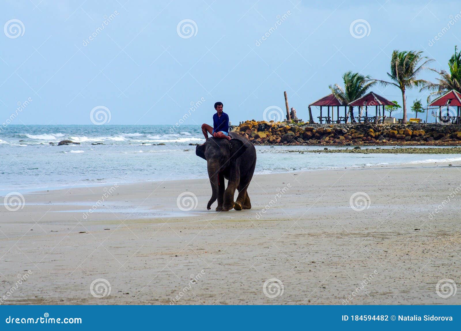 KOH CHANG, THAILAND - August, 2016: a Man Riding Elephant on Koh Chang ...