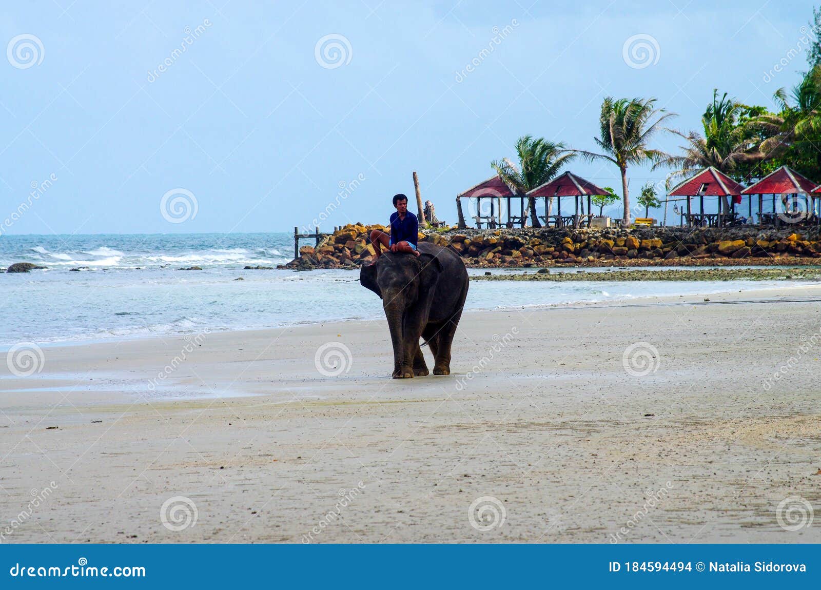 KOH CHANG, THAILAND - August, 2016: a Man Riding Elephant on Koh Chang ...