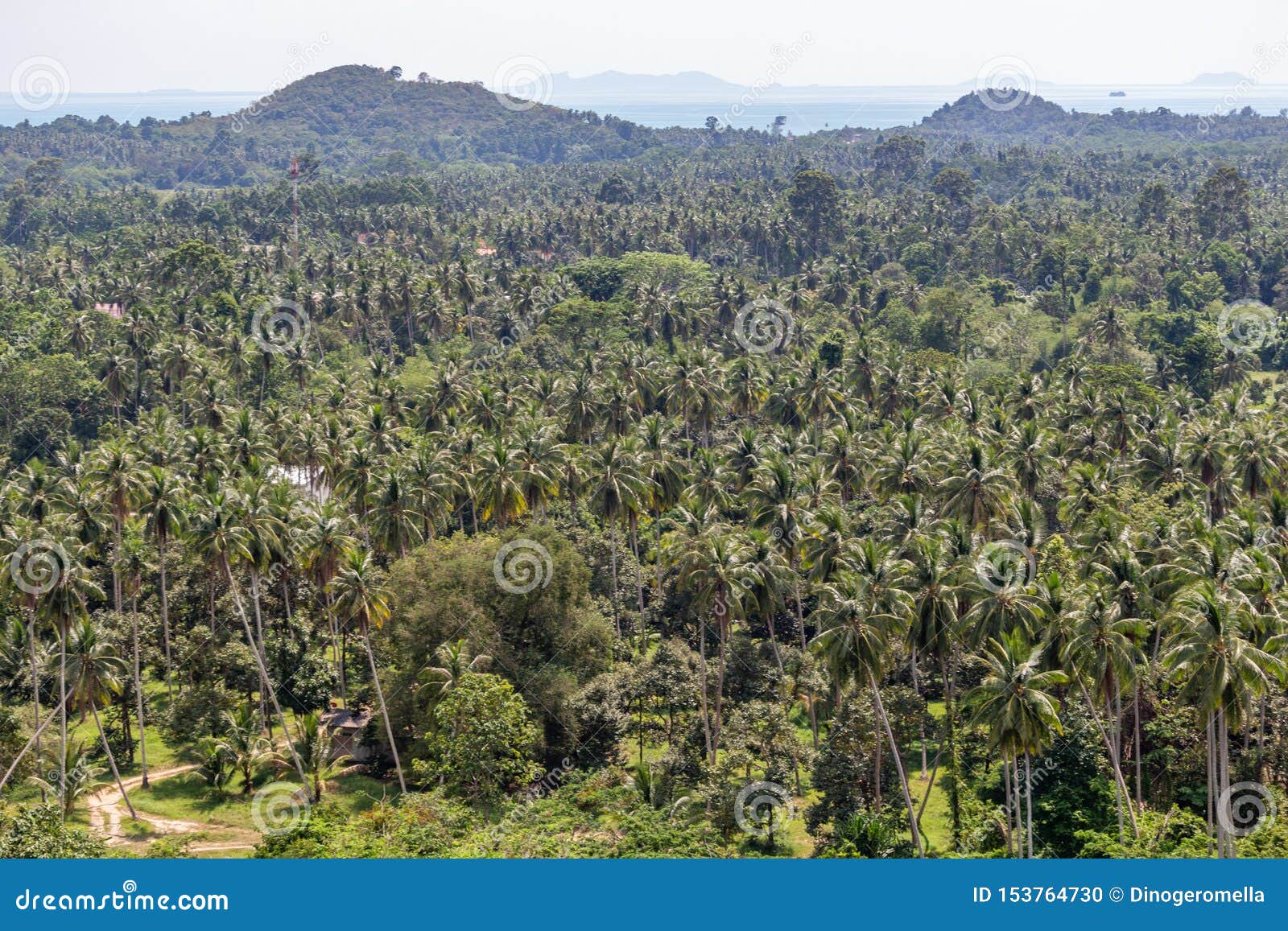 Koh Samui Palm Trees Jungle Stock Photo - Image of destination, exotic ...
