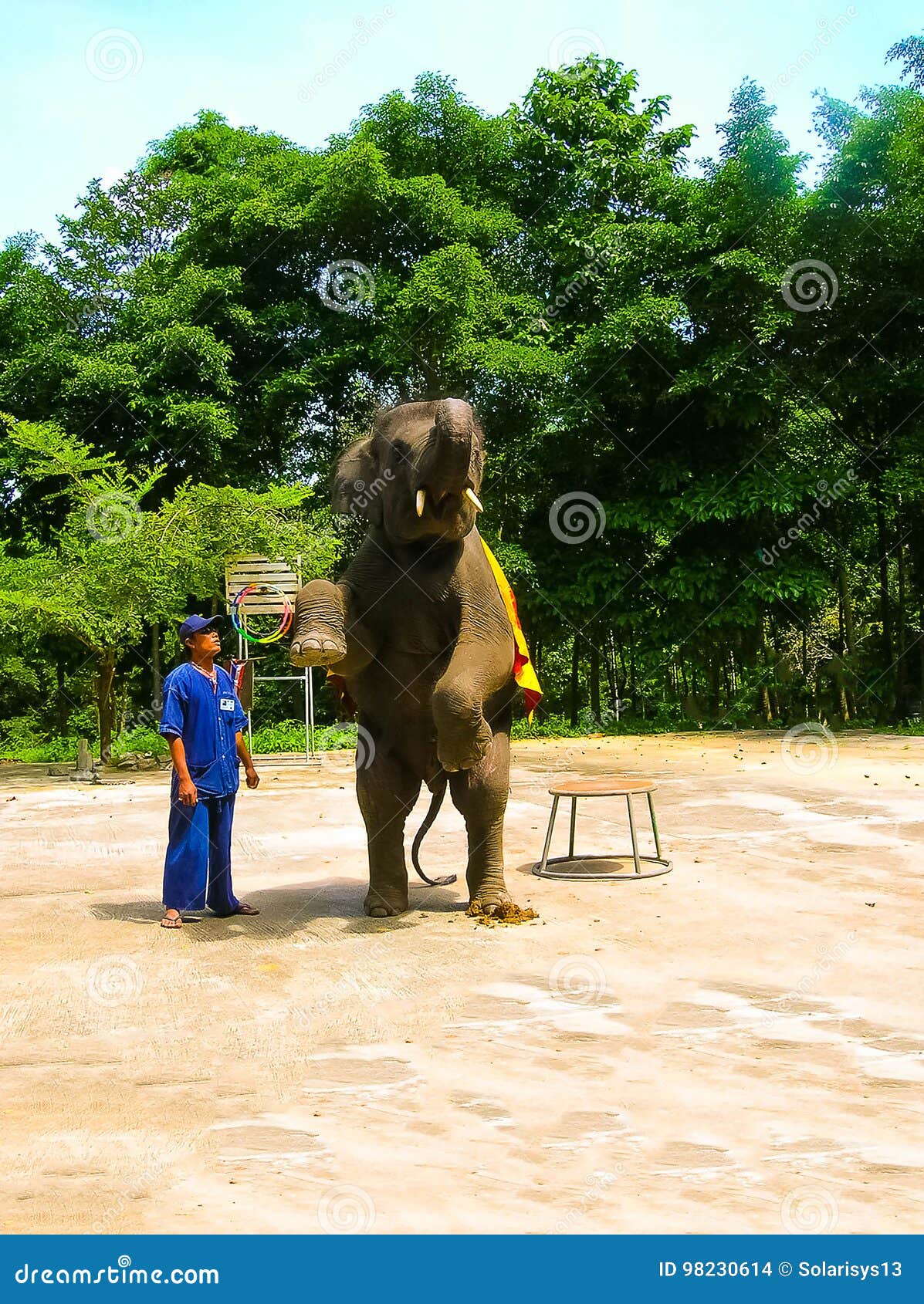Koh Samui, Thailand - June 21, 2008: Young Elephant Doing Tricks ...