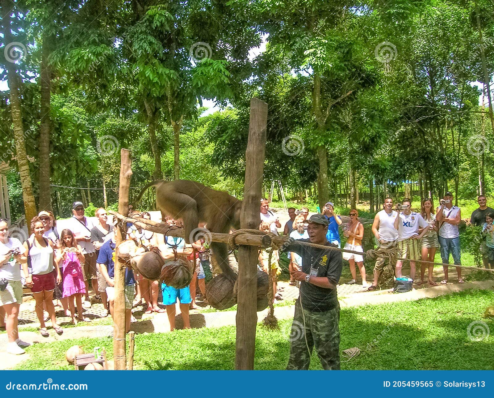 Koh Samui, Thailand - June 21, 2008: the Young Monkeys Doing Tricks ...