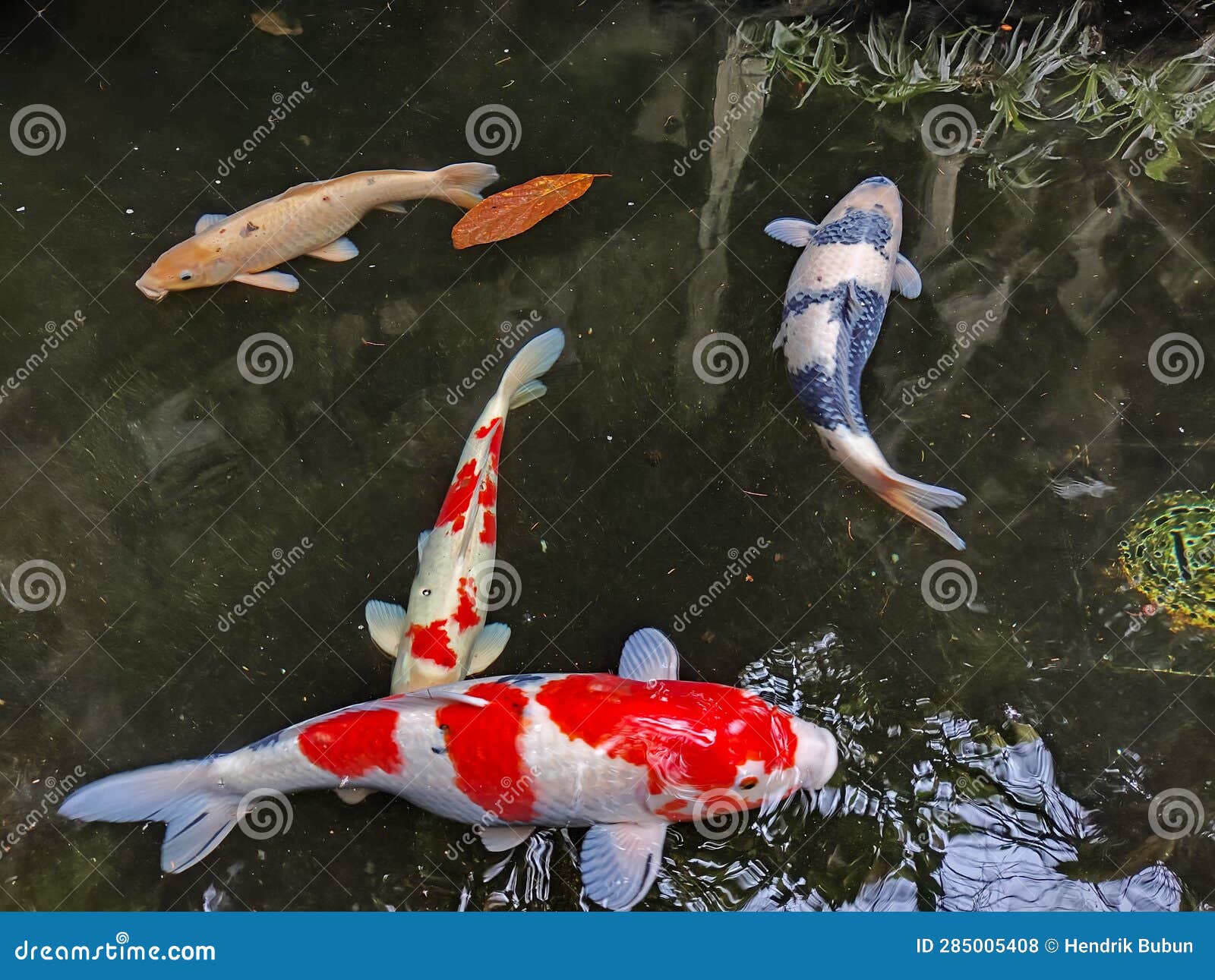 Kohaku Koi Fish As The King Of All Koi Fish With Red And White Color ...