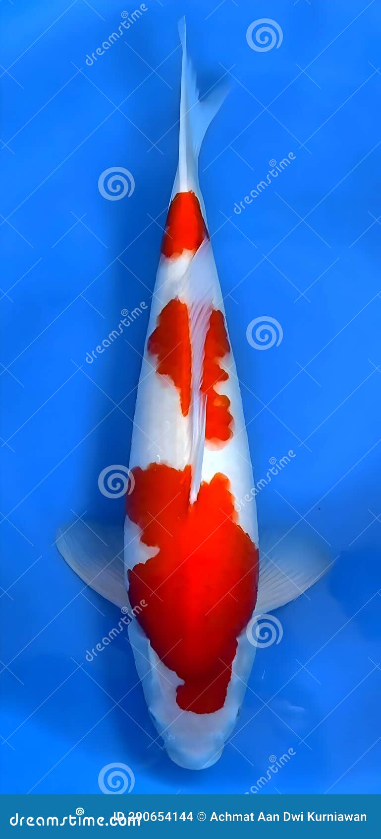 Kohaku Koi Fish As The King Of All Koi Fish With Red And White Color ...