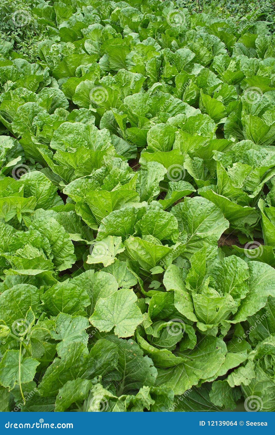 Kohl stockfoto. Bild von kohl, wachstum, nahrung, garten - 12139064