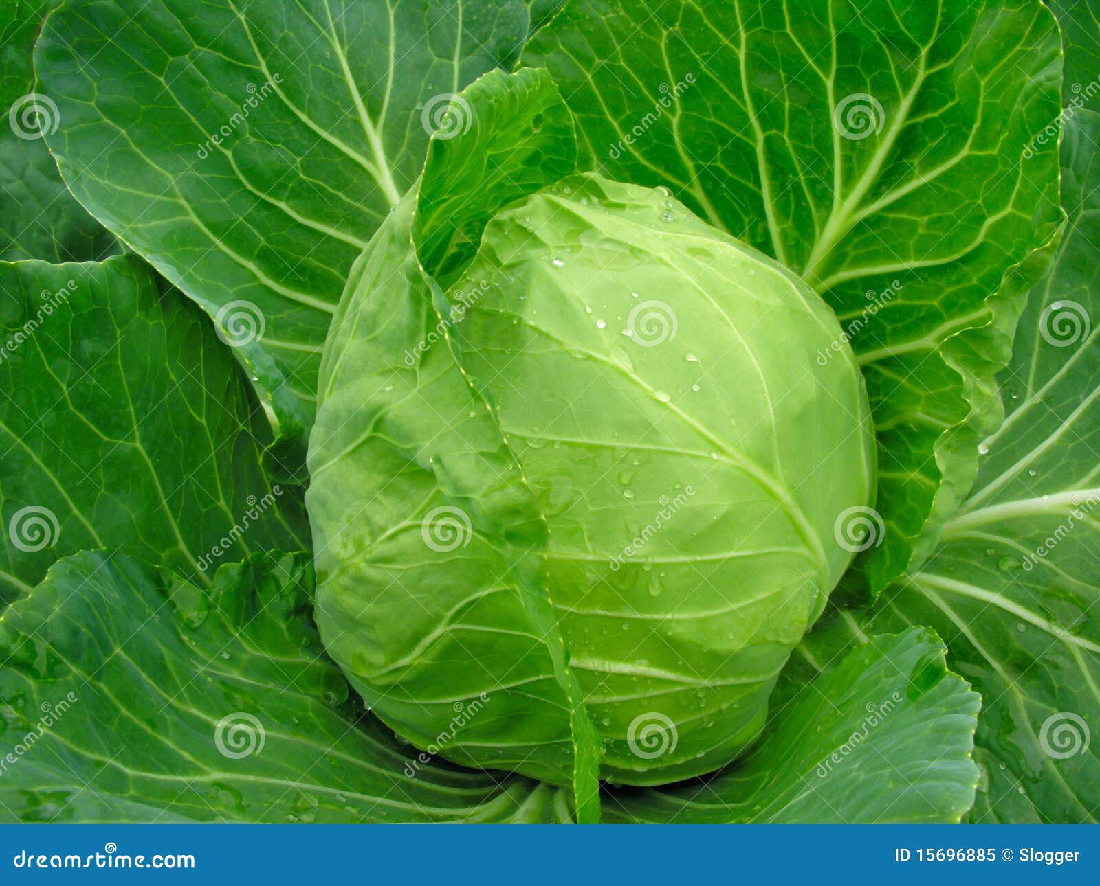 Kohl stockbild. Bild von organisch, tropfen, nave, belaubt - 15696885