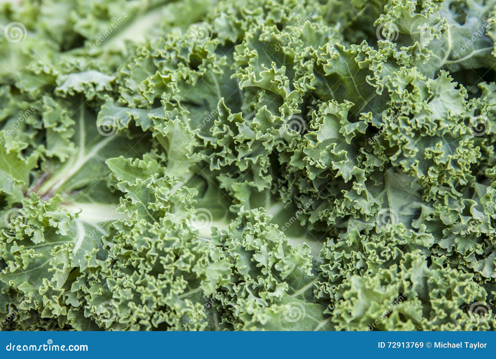 Kohl-Blatt-Kohl stockbild. Bild von energie, bauernhof - 72913769