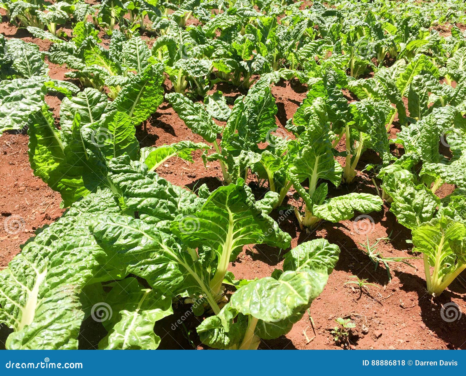 Kohl, Der Auf Einem Bauernhof Wächst Stockfoto - Bild von frische ...