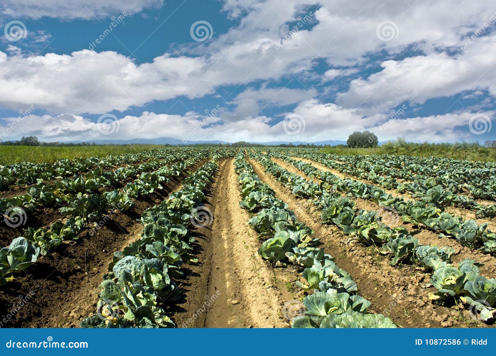 Kohlfeld stockfoto. Bild von grün, landschaft, ebene - 10872586