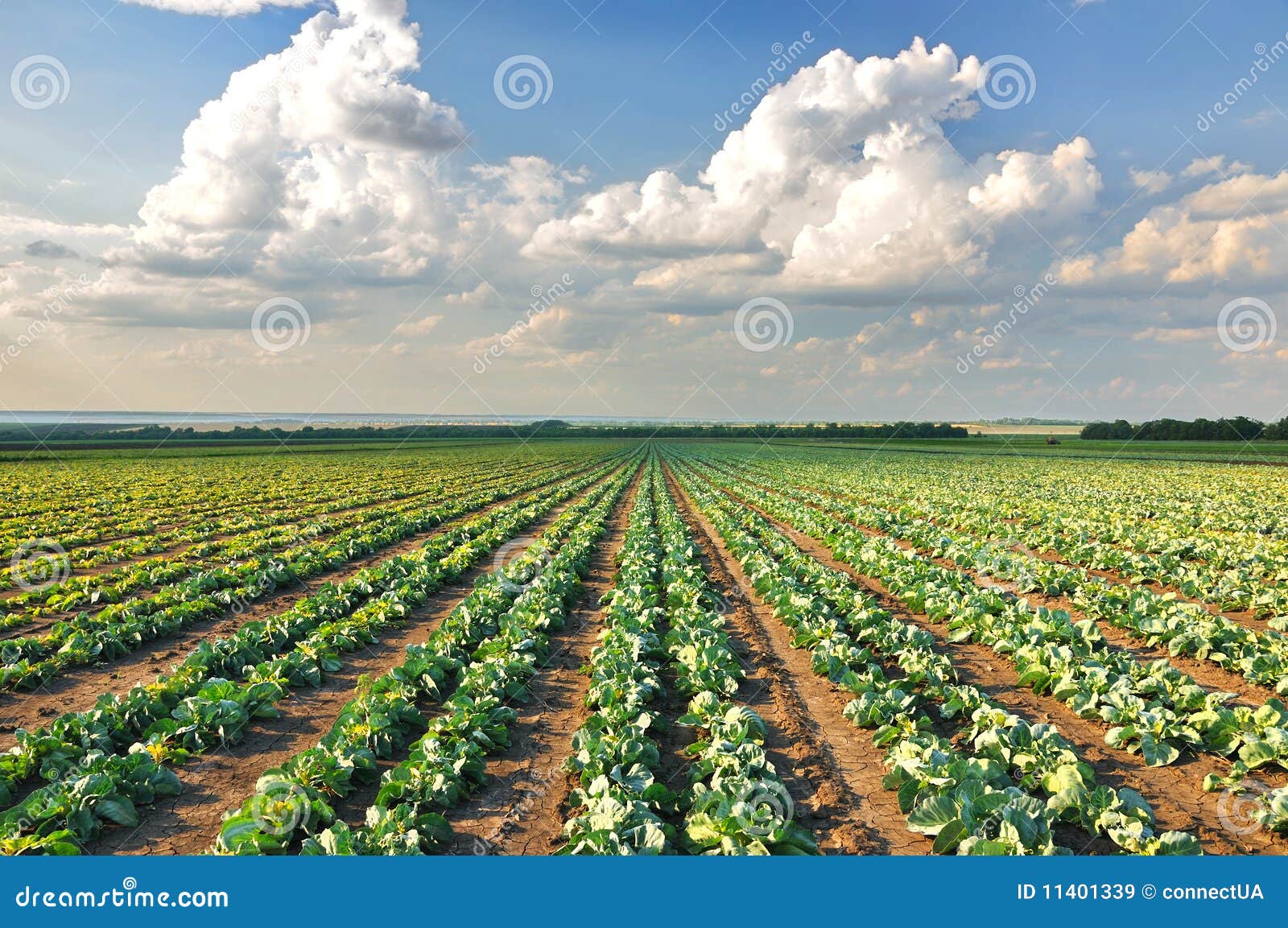 Kohlfeld stockbild. Bild von ernte, sommer, feld, hell - 11401339