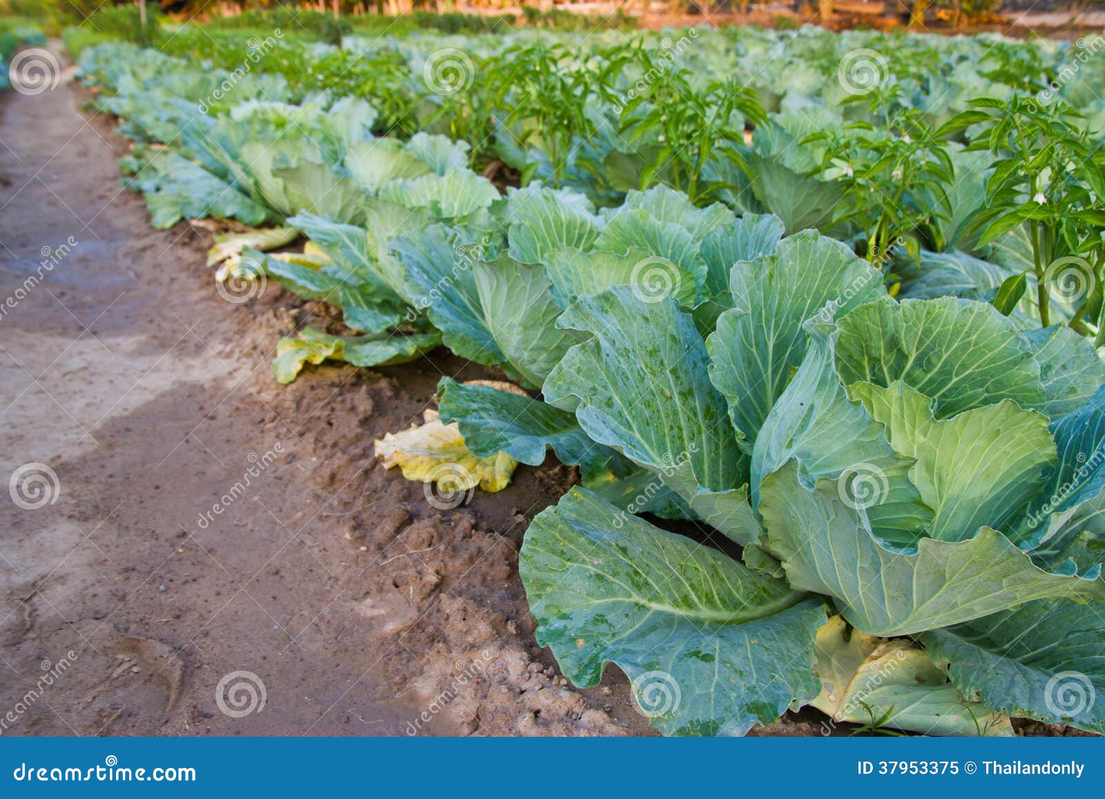 Kohlfeld bei Thailand stockbild. Bild von weide, rasen - 37953375