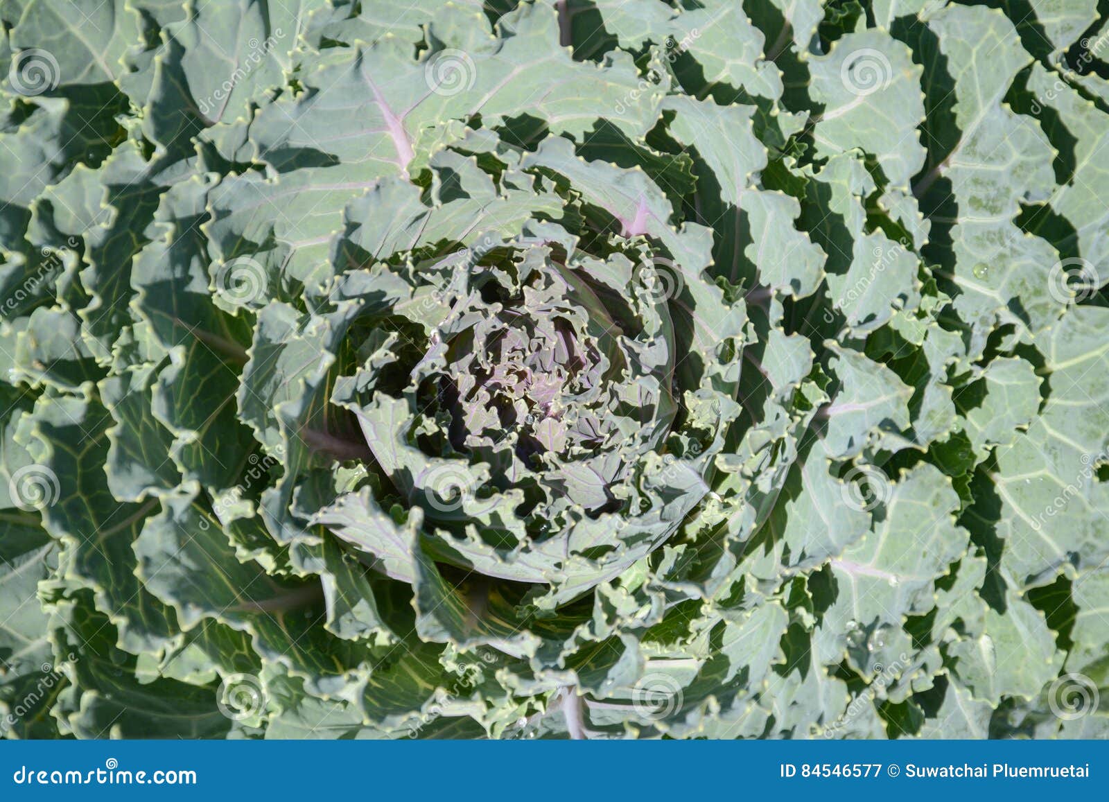 Kohlfeld in Nationalpark Doi Inthanon, Thailand Stockbild - Bild von ...