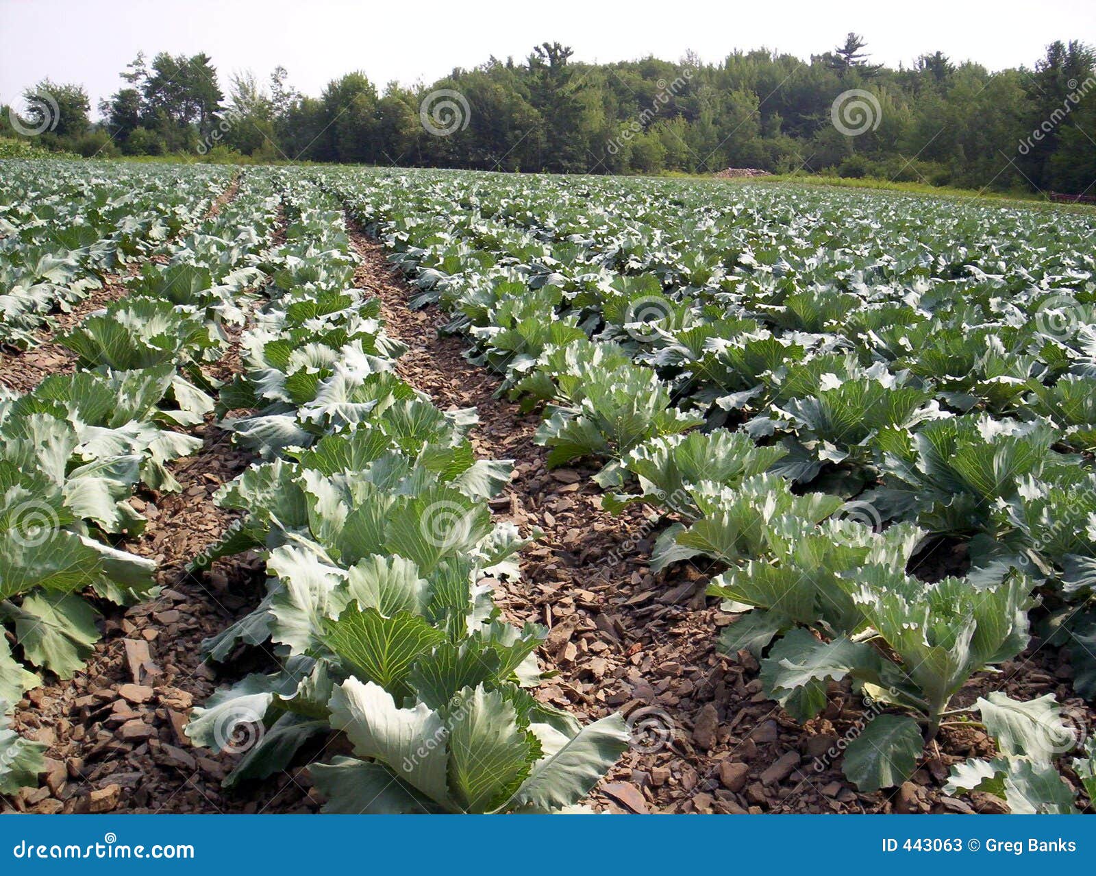 Kohlfeld Veggie stockbild. Bild von getreide, kohlsalat - 443063