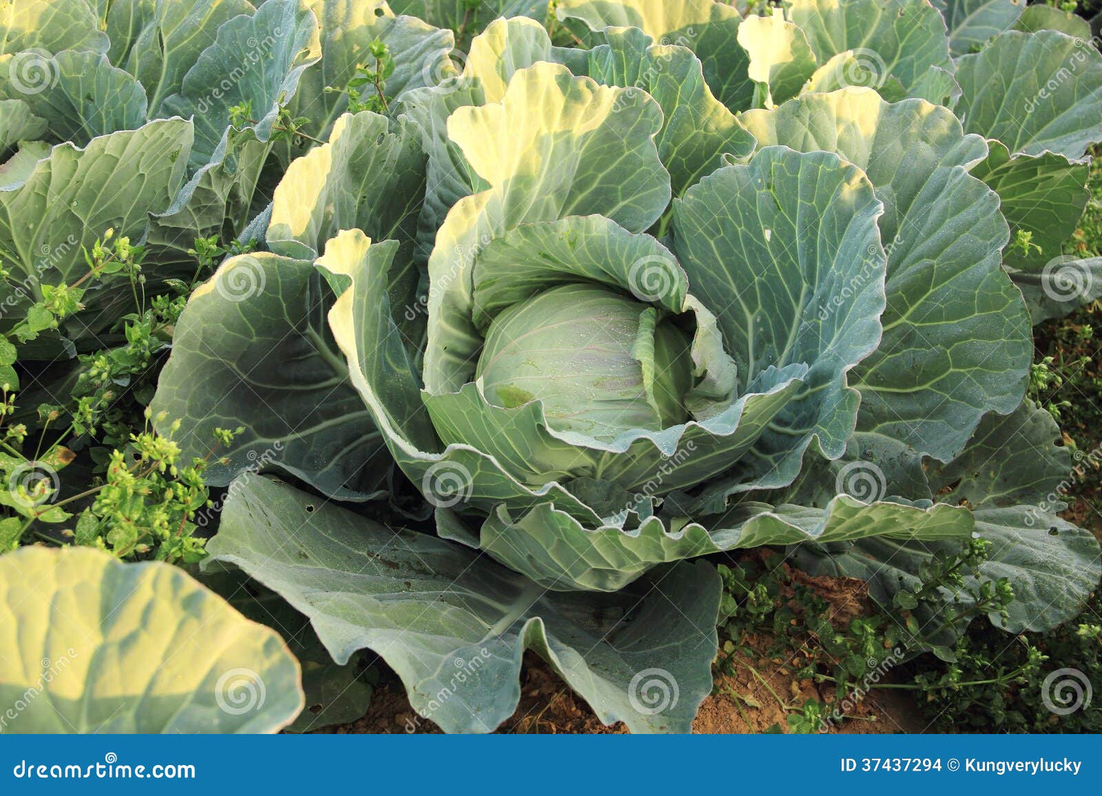 Kohlkopf stockfoto. Bild von bewirtschaften, bauernhof - 37437294