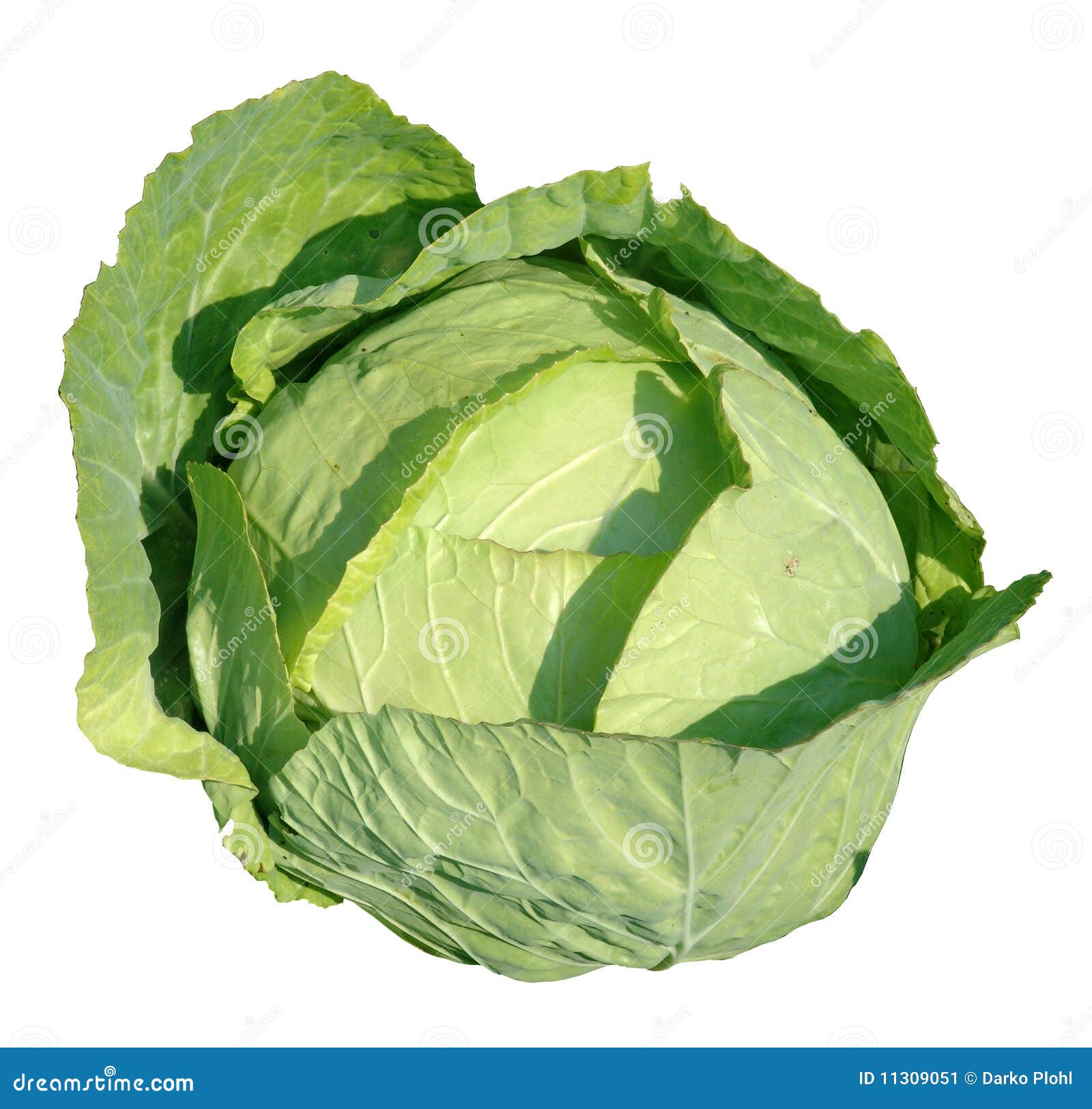 Kohlkopf ausgewählt stock abbildung. Illustration von verkauf - 11309051