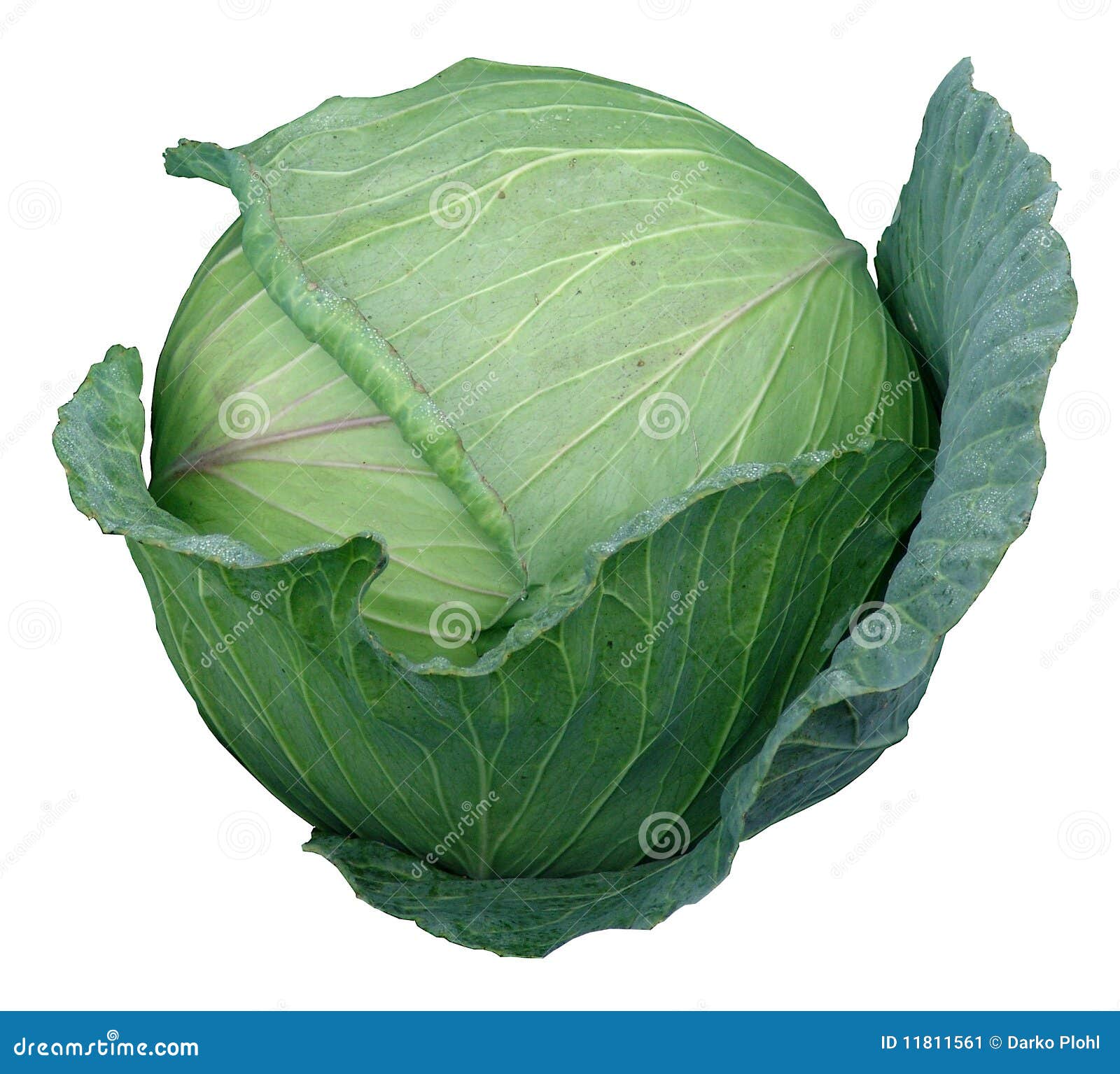 Kohlkopf ausgewählt stockbild. Bild von küche, getrennt - 11811561