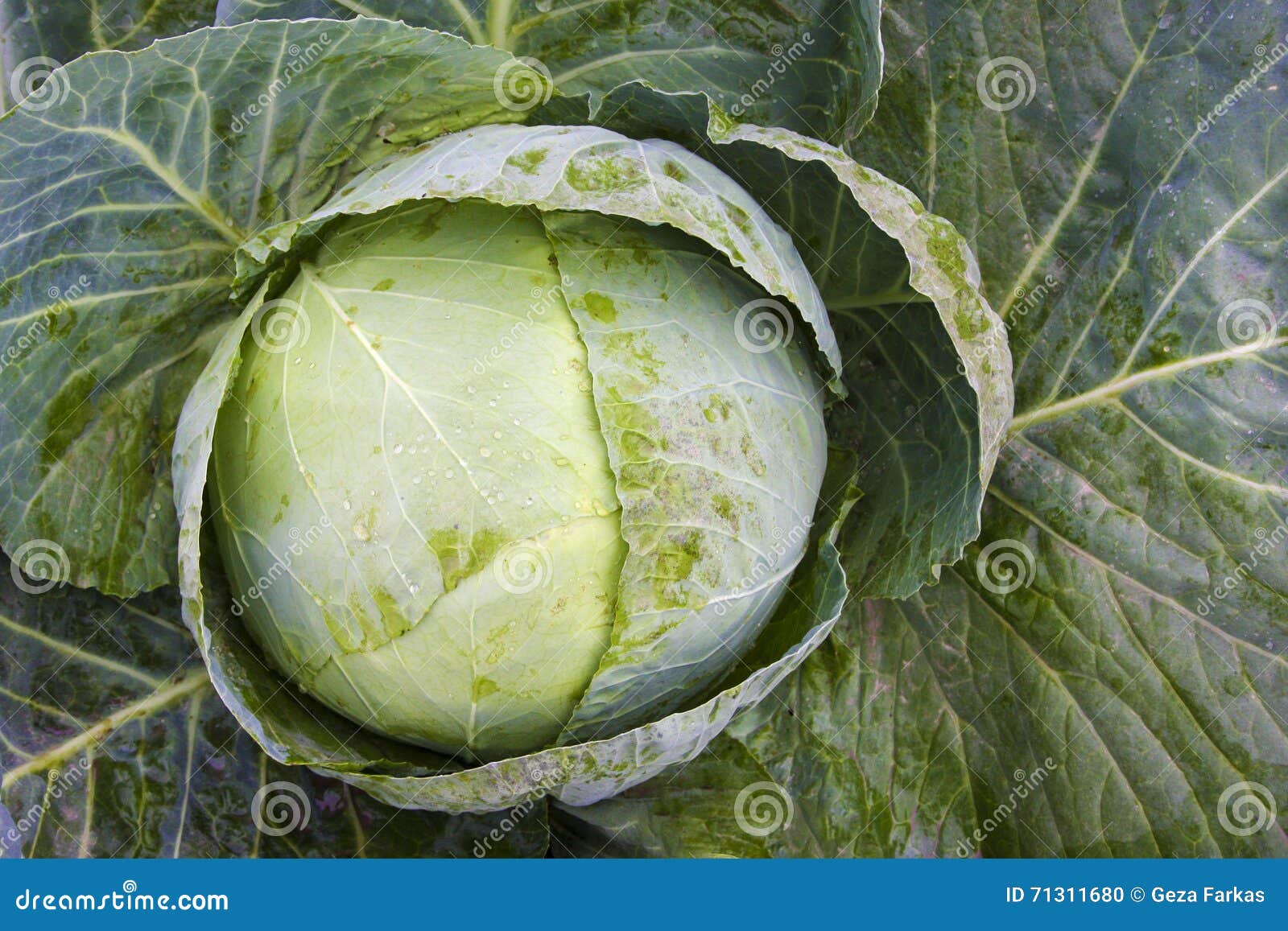 Kohlkopf im Garten stockfoto. Bild von essen, blatt, getreide - 71311680