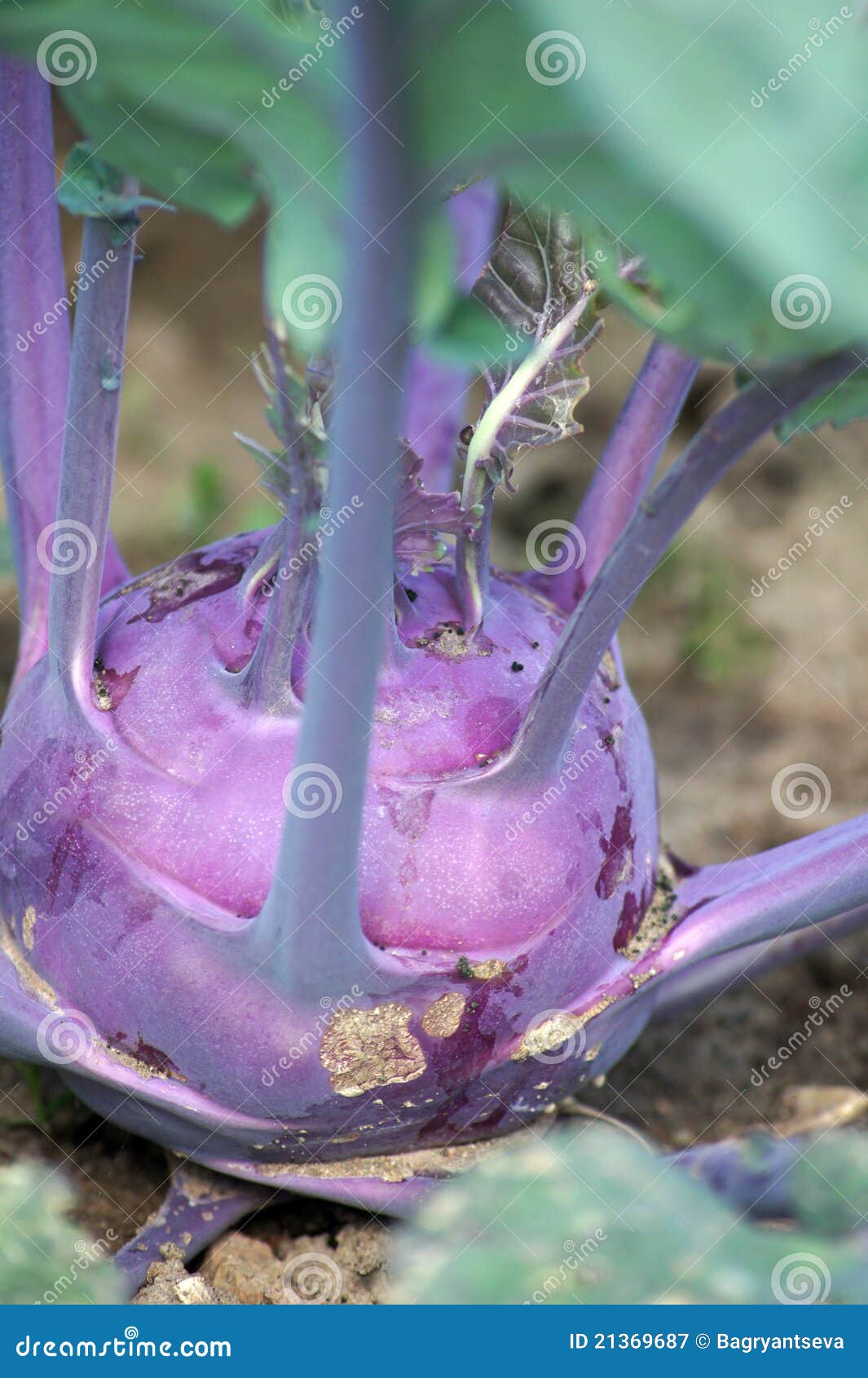 Kohlrabi cabbage stock image. Image of harvest, season - 21369687