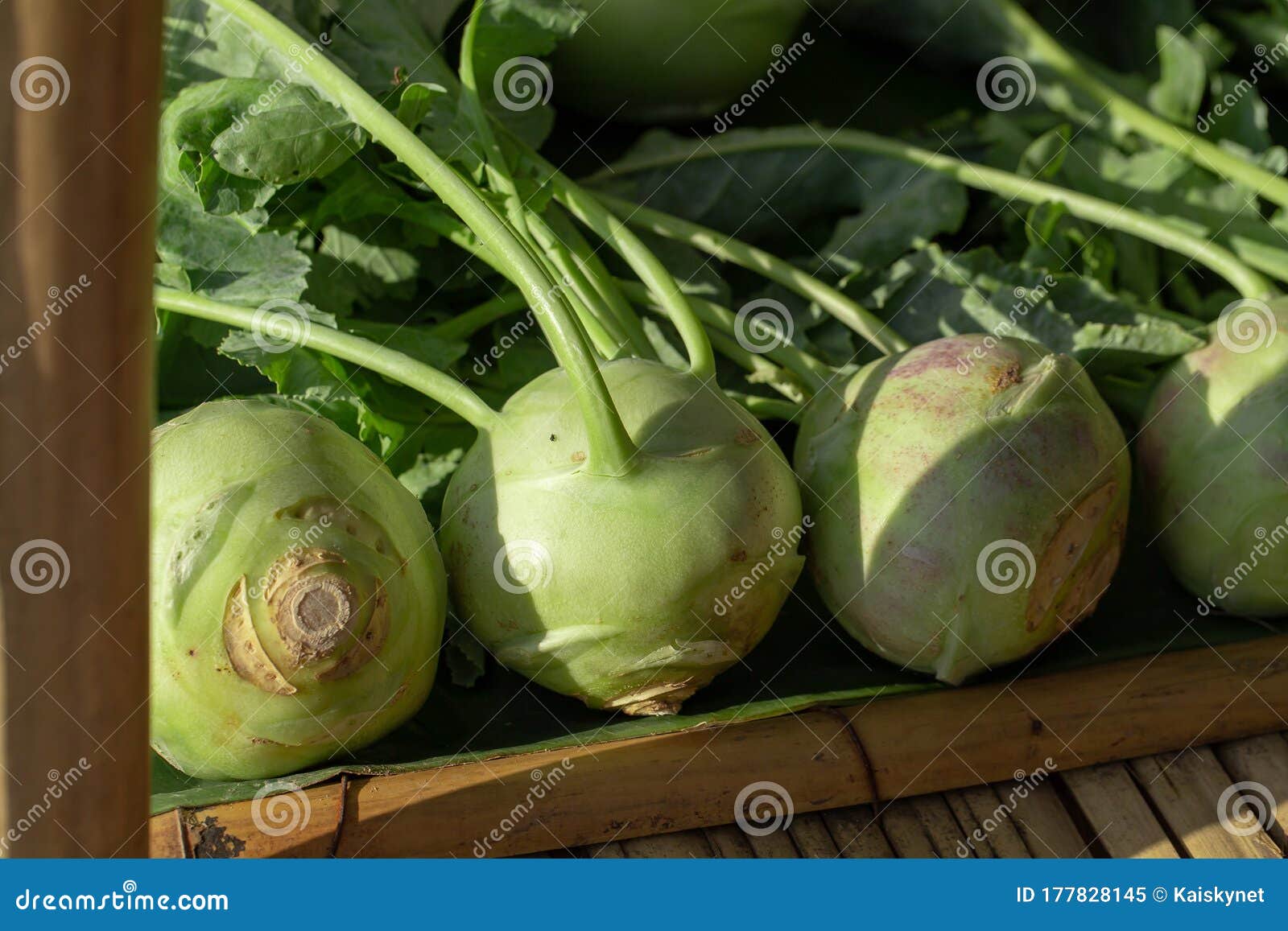 Kohlrabi Cabbage or Turnip Plant Growing in in the Garden Stock Image ...